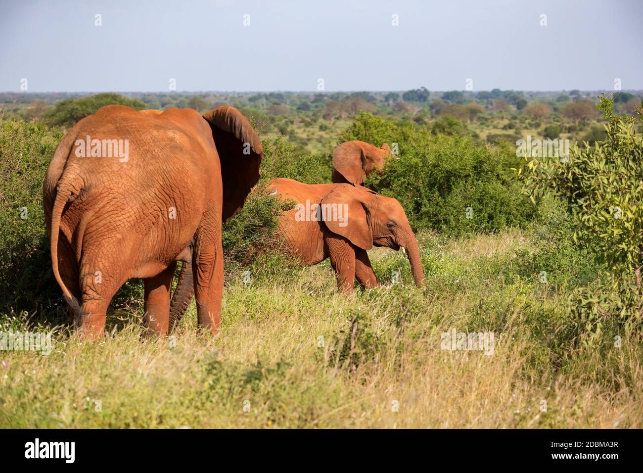 A family of red elephants is walking between the bush Stock Photo - Alamy