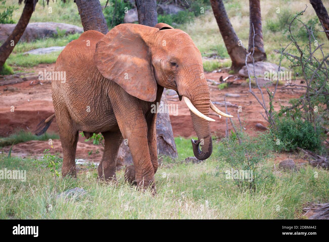 The red elephant walks among the palm trees and trees Stock Photo - Alamy
