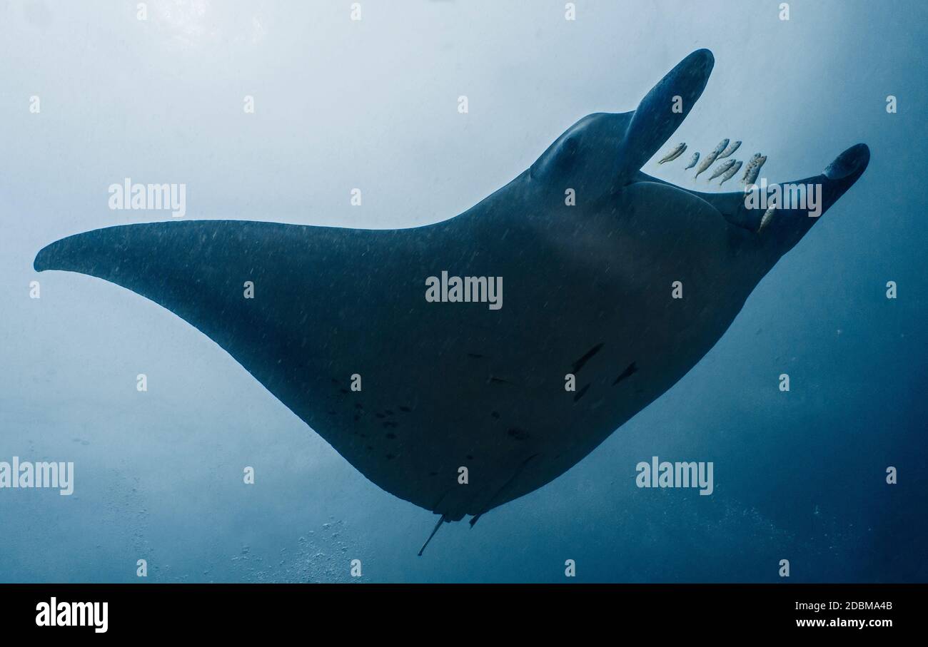 Underwater view of pilot fish (Naucrates ductor) swimming beside manta ...