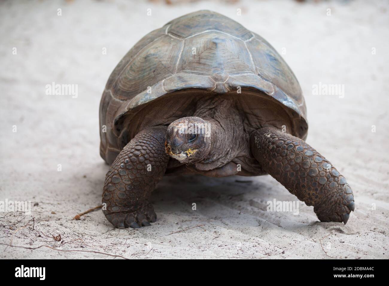 A big turtle on the beach on the Seychelles Stock Photo - Alamy