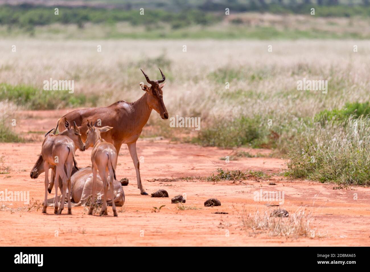 The family of Topi antelopes in the Kenyan savannah Stock Photo - Alamy