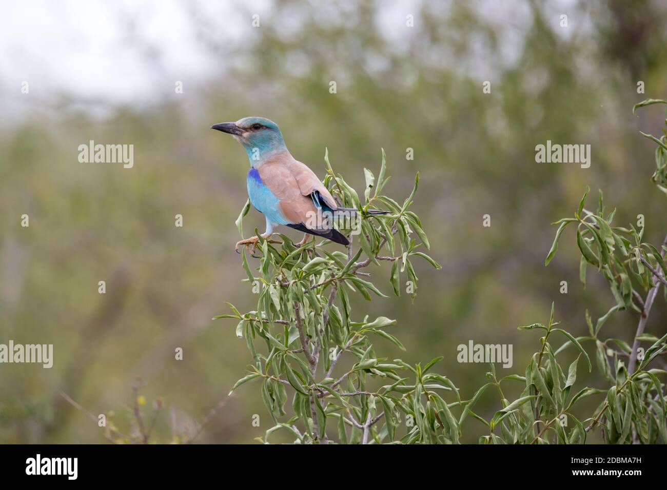 A Native Kenyan birds in their natural environment Stock Photo - Alamy