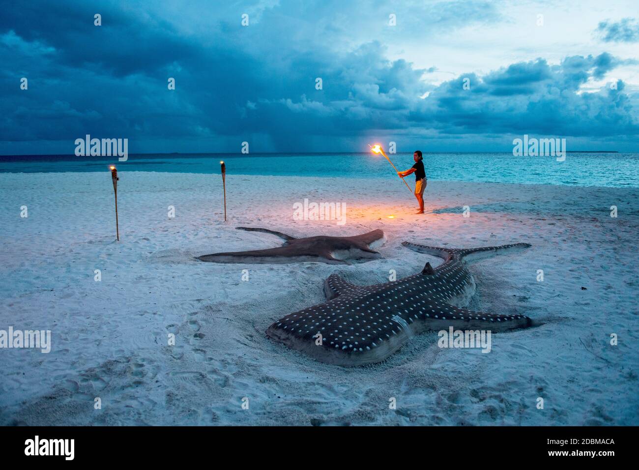 Sand sculptures of whale shark and manta ray, Maldives Stock Photo - Alamy