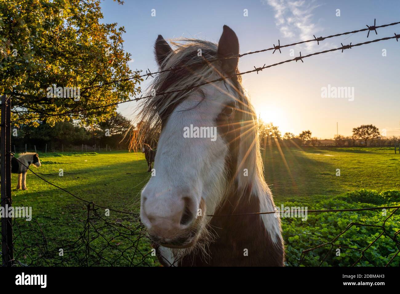 Long forelocks hi-res stock photography and images - Alamy