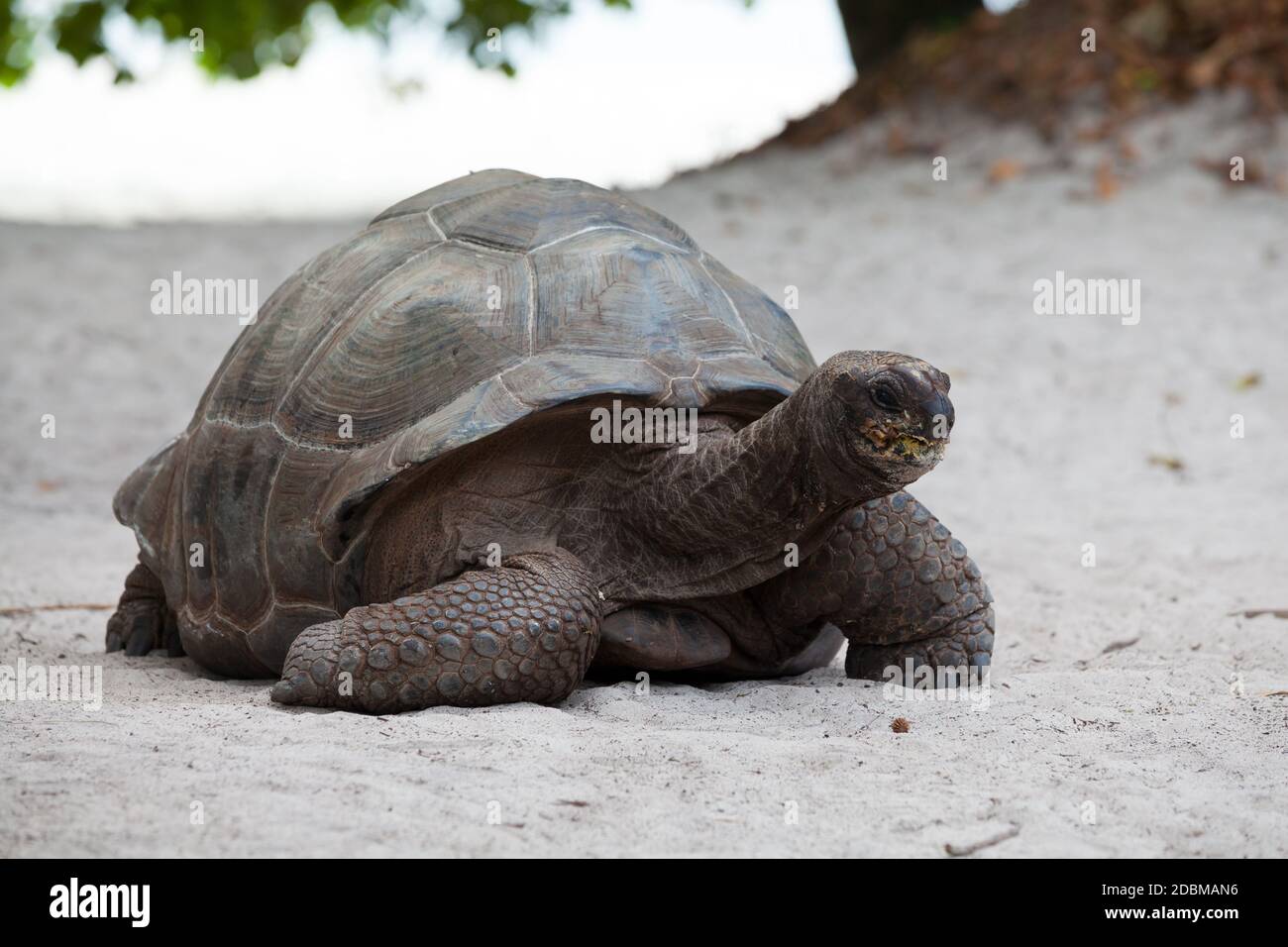 A big turtle on the beach on the Seychelles Stock Photo - Alamy