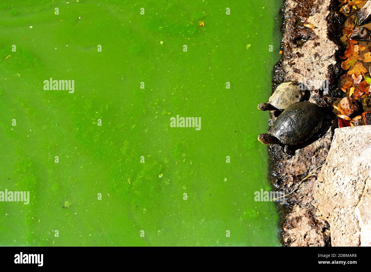 Green sea turtles algae hi-res stock photography and images - Alamy