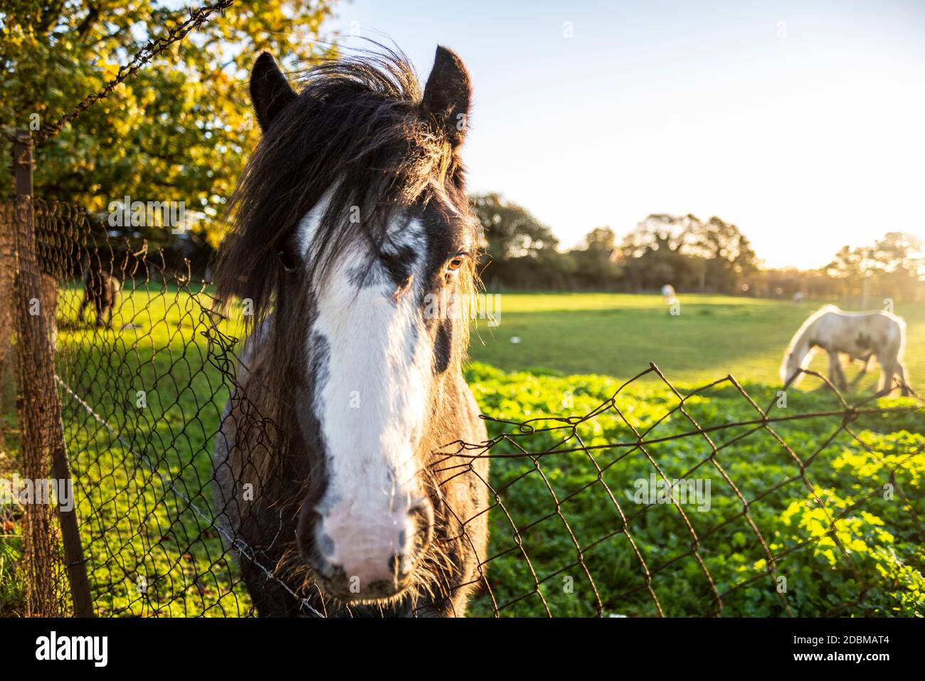 Horses in a field under the approach to London Heathrow Airport, UK, on ...