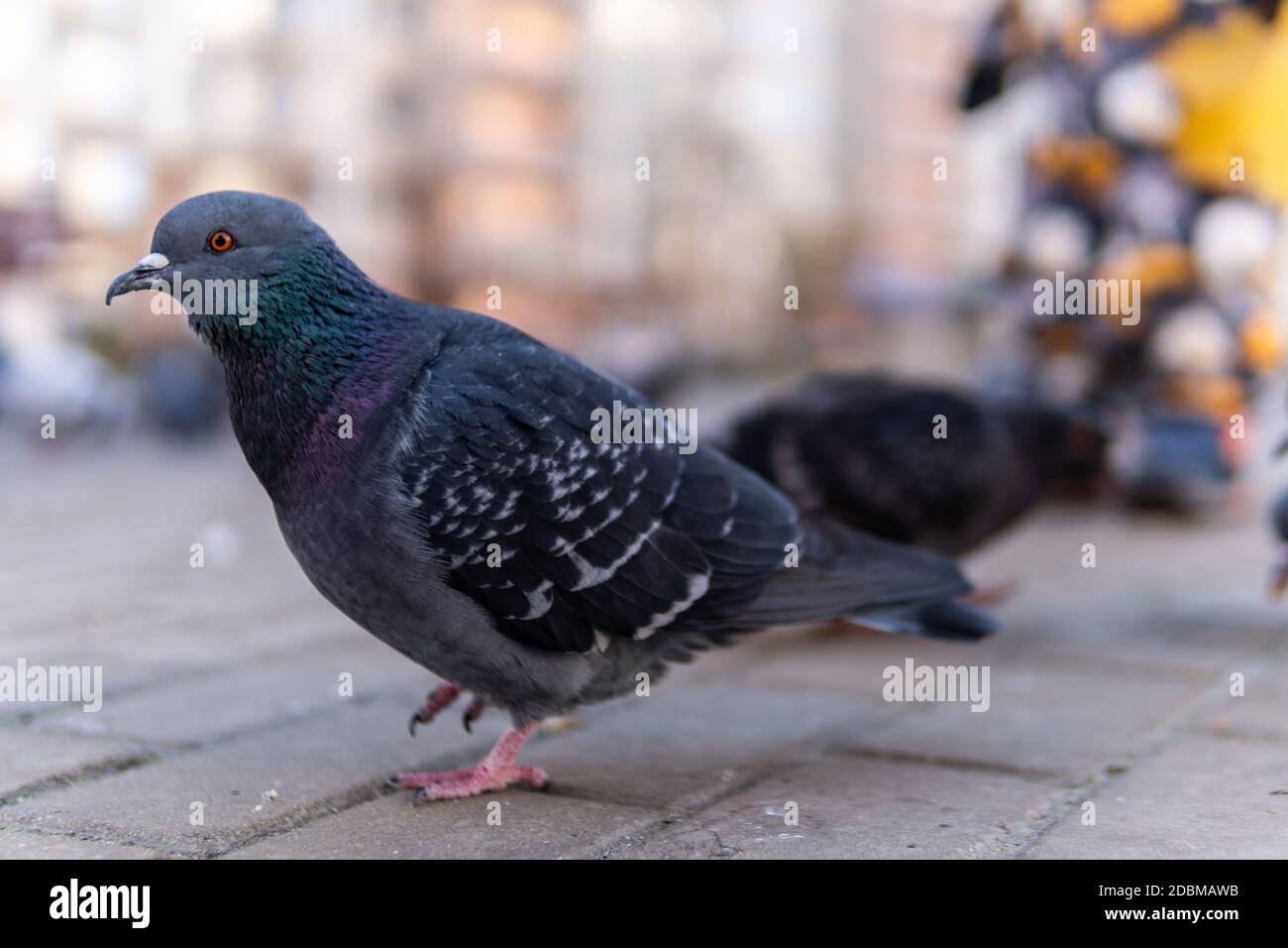 Dove white with gray flying on a square of paving stones, in the fall ...