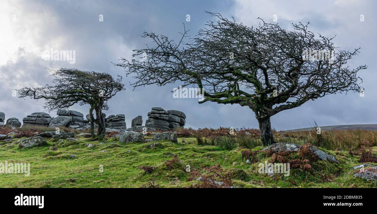 Granite outcrops and windblown trees on Coombstone Tor, Dartmoor Stock ...