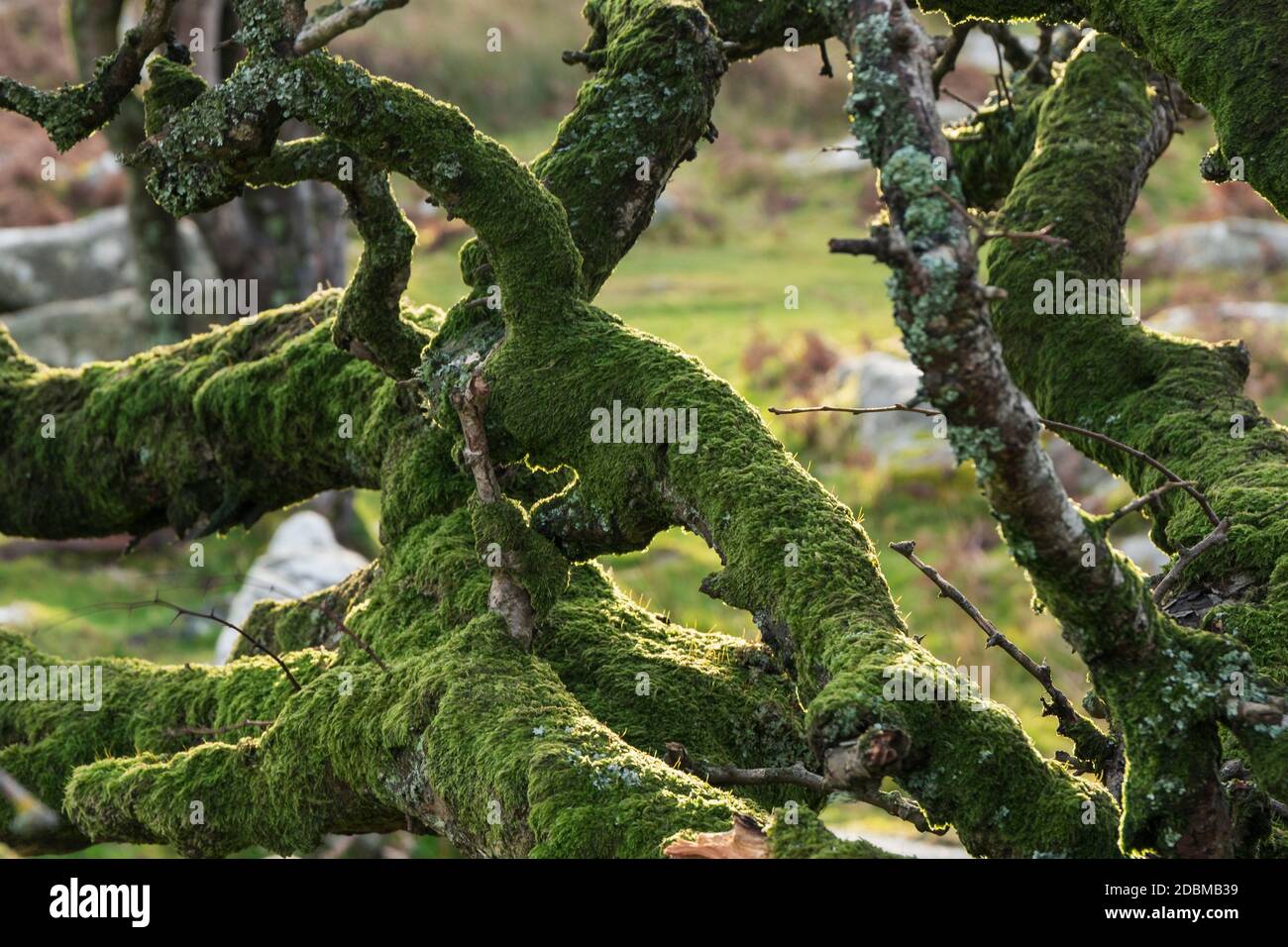 Wind twisted hi-res stock photography and images - Alamy