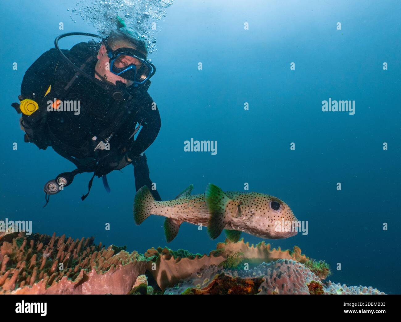 Scuba diver posing with Puffer Fish close to Komodo Island in Indonesia ...