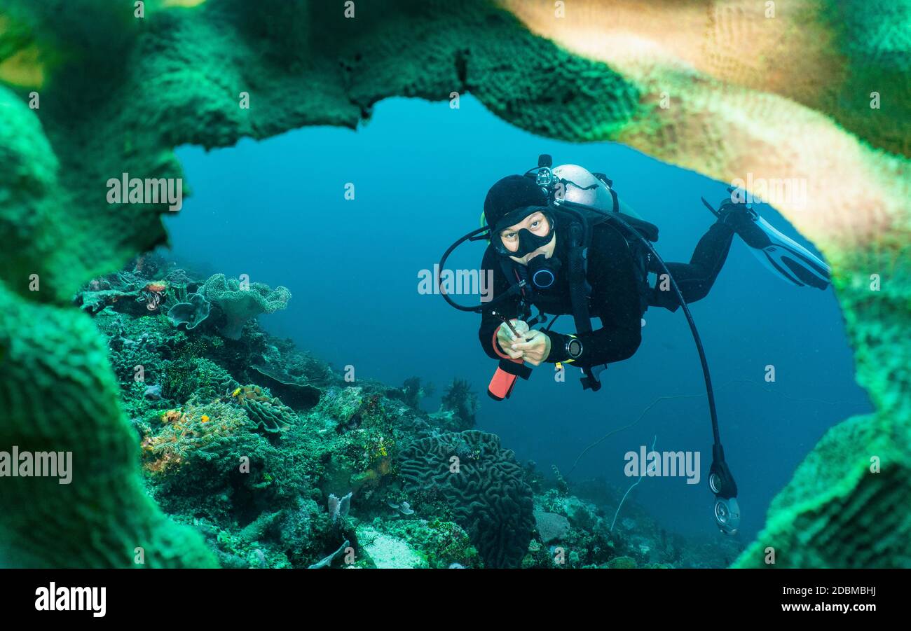 Female diver exploring soft coral garden close to Komodo Island in ...