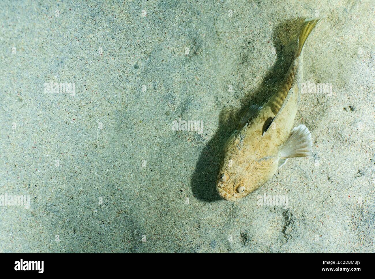 rare image of a stargazer fish fully emerged from the ocean sand Stock ...