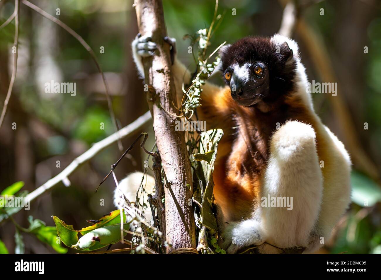 Silky sifaka hi-res stock photography and images - Alamy