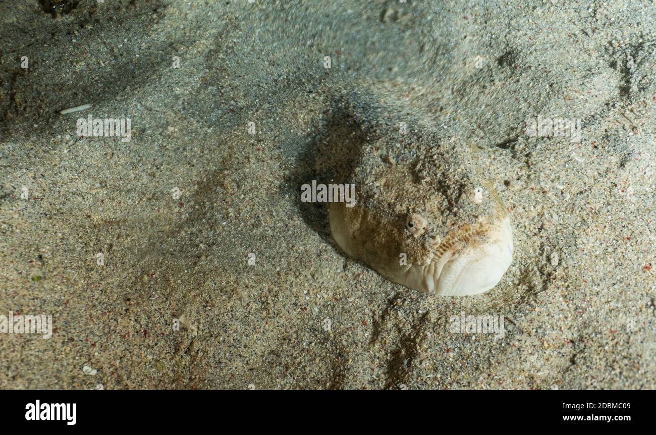 image of a stargazer fish hiding in the the ocean sand Stock Photo - Alamy