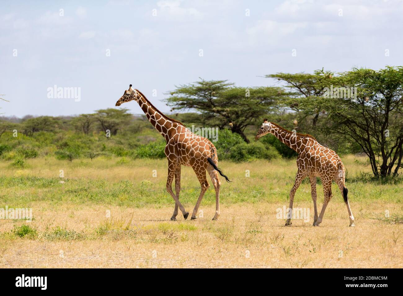 A several giraffes are walking through the grassland Stock Photo - Alamy