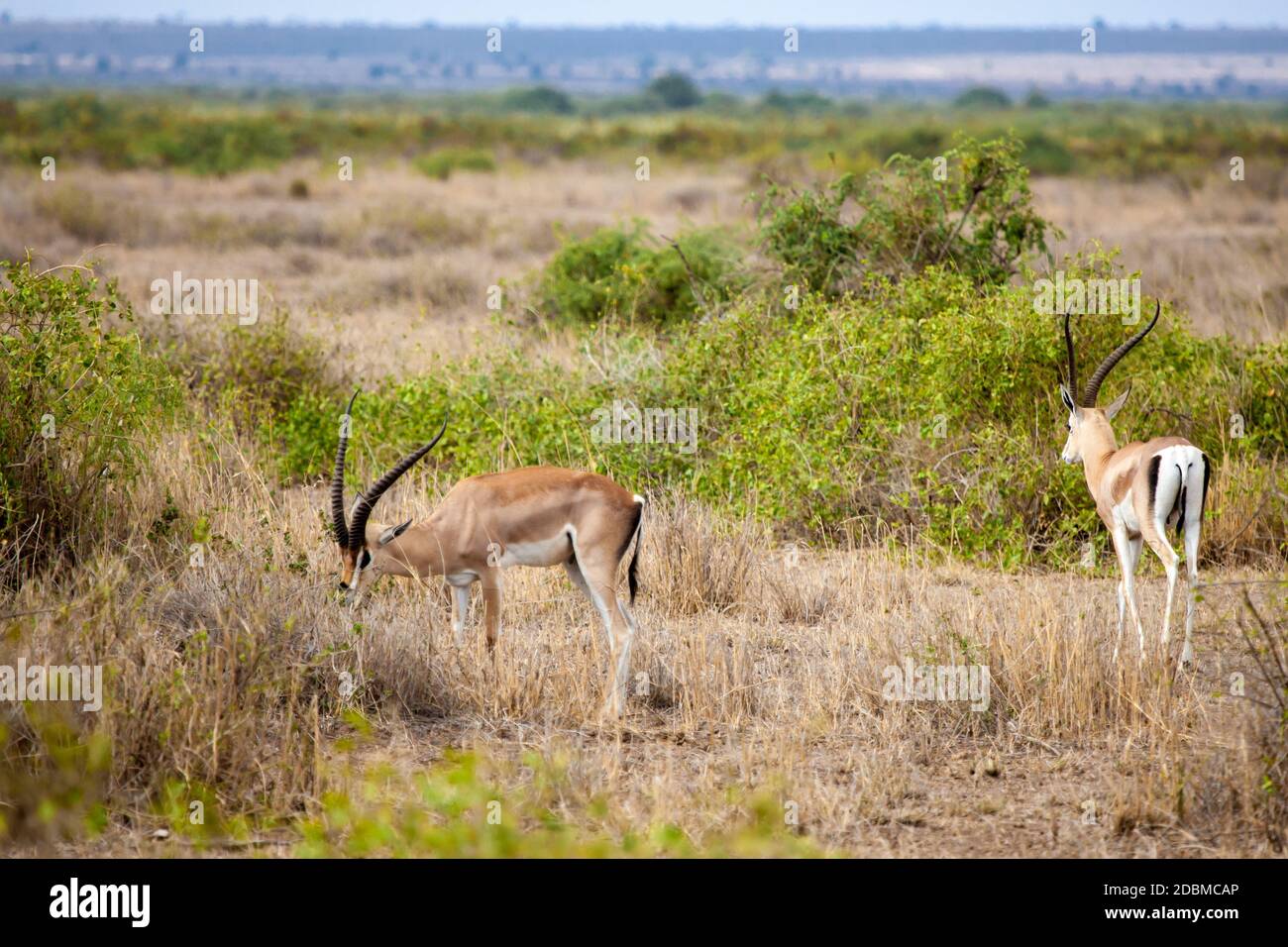 Antelopes eating grass hi-res stock photography and images - Alamy