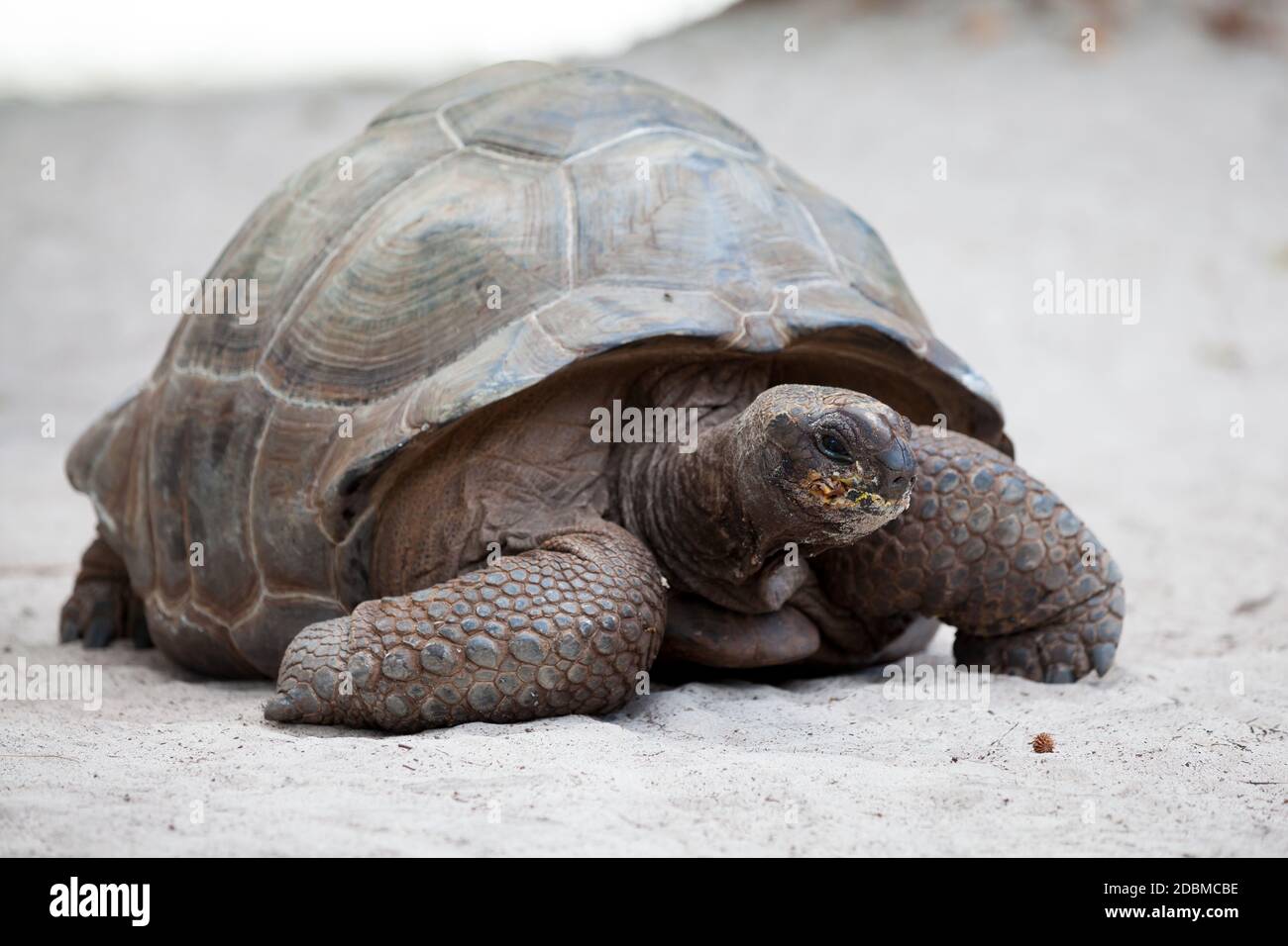 A big turtle on the beach on the Seychelles Stock Photo - Alamy