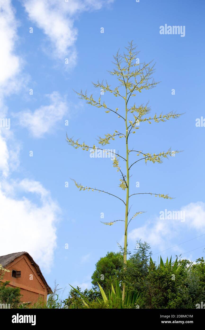 Branches of a very tall tree with a beautiful blue sky in the ...