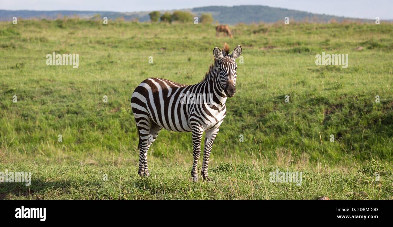 One zebra in the green landscape of a national park in Kenya Stock ...