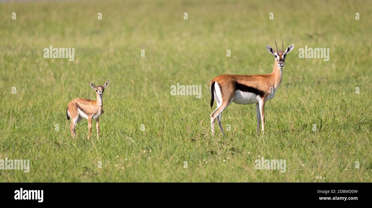 The family of Thomson gazelles in the savannah of Kenya Stock Photo - Alamy