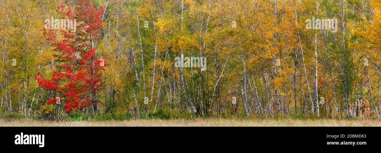 Acadia national park autumn hi-res stock photography and images - Alamy