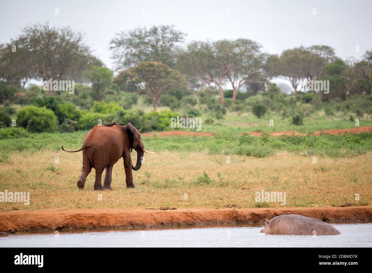 One young red elephant is running and playing in the grassland of the ...