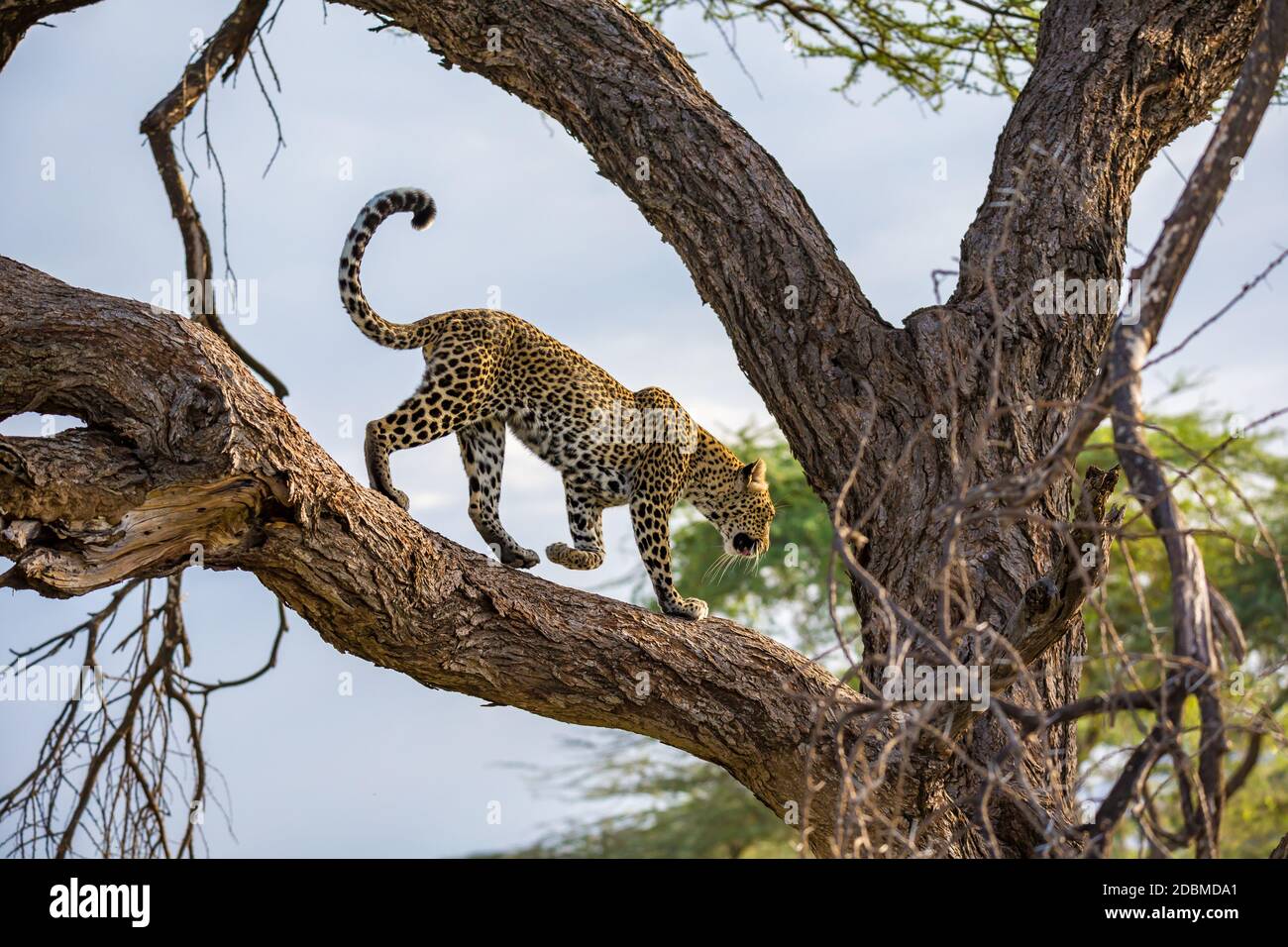 Leopard walking down tree hi-res stock photography and images - Alamy