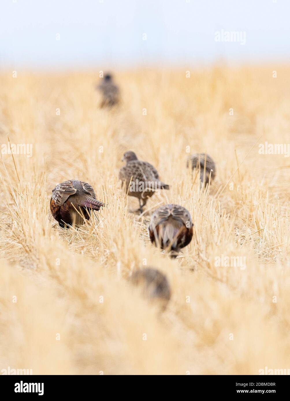 Hen pheasant flock hi-res stock photography and images - Alamy