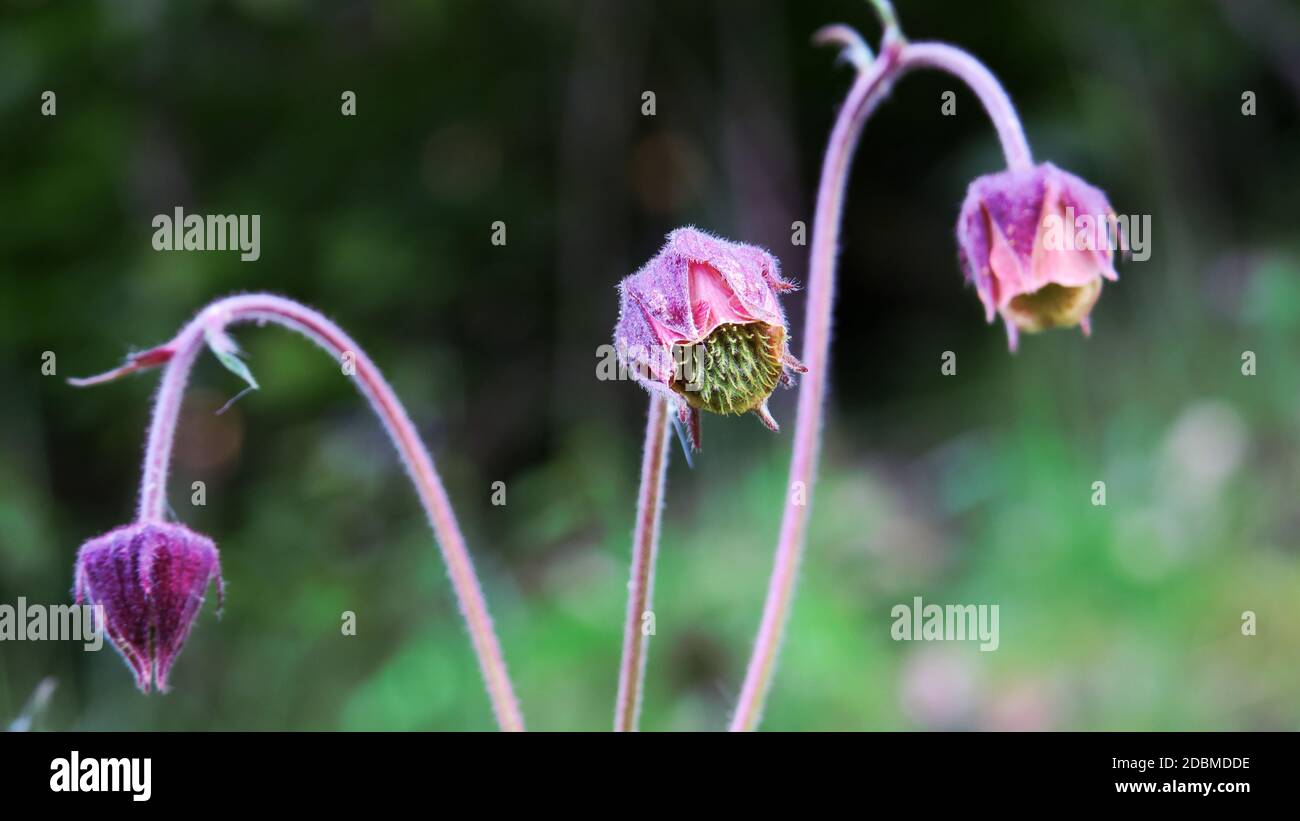 Bach clove root Stock Photo - Alamy