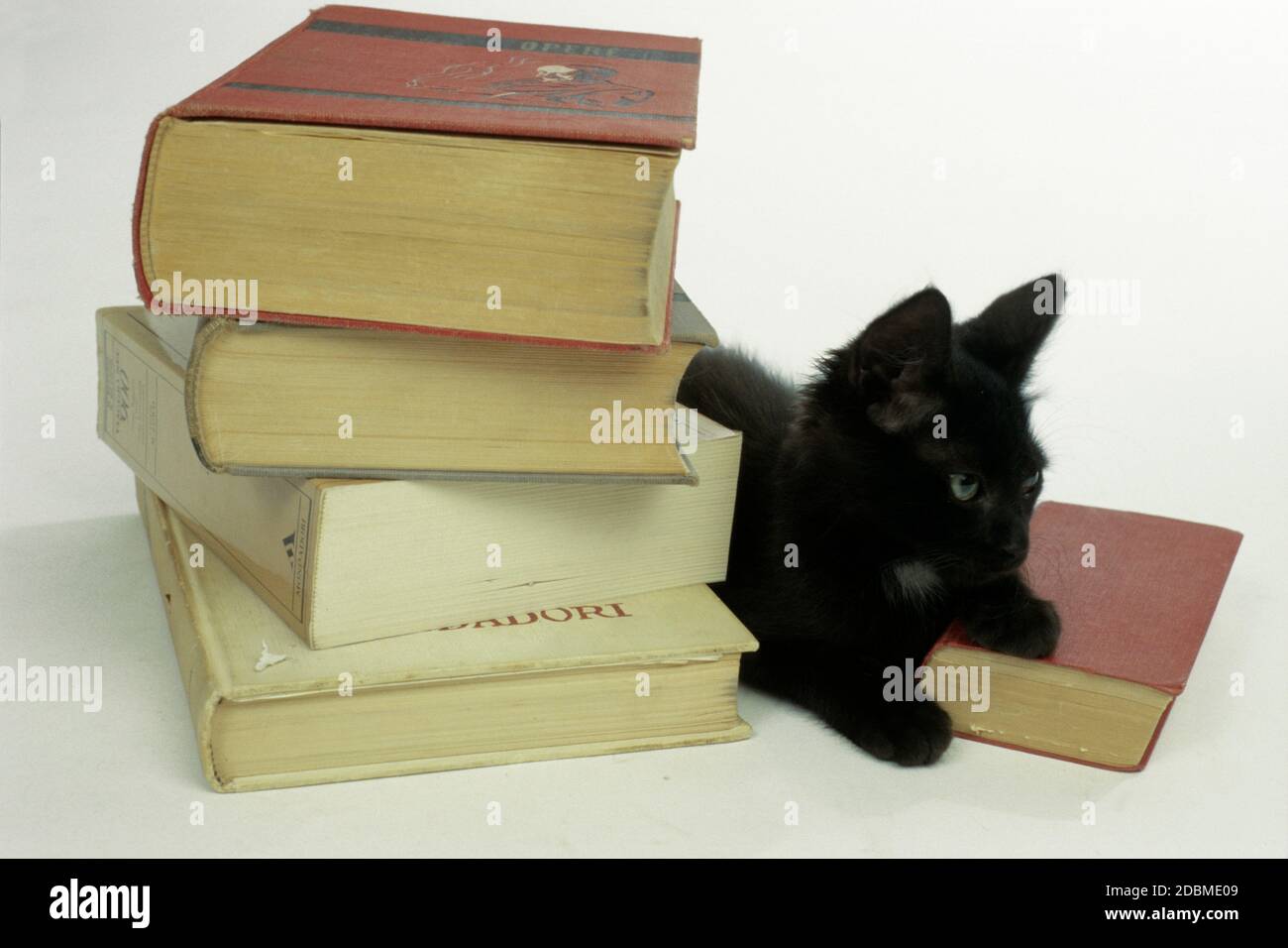 Black Cat Reading A Book