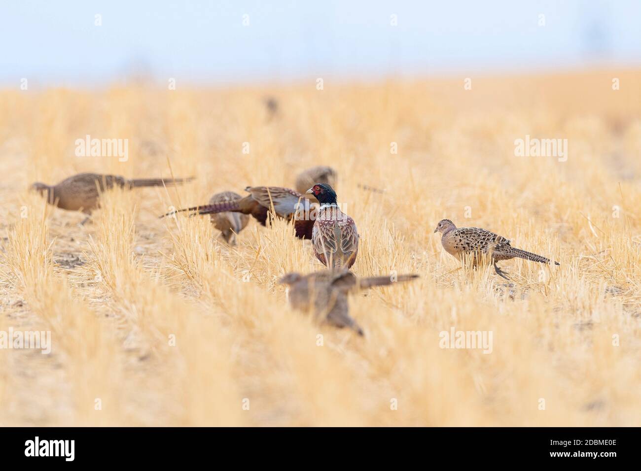 A flock of Pheasants in South Dakota on an autumn day Stock Photo - Alamy