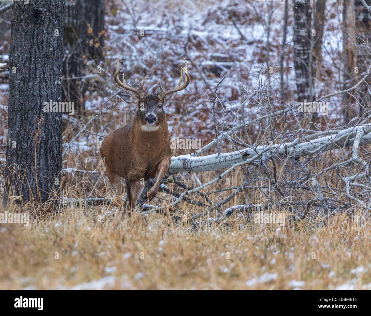 White-tailed buck during the rut in northern Wisconsin Stock Photo - Alamy