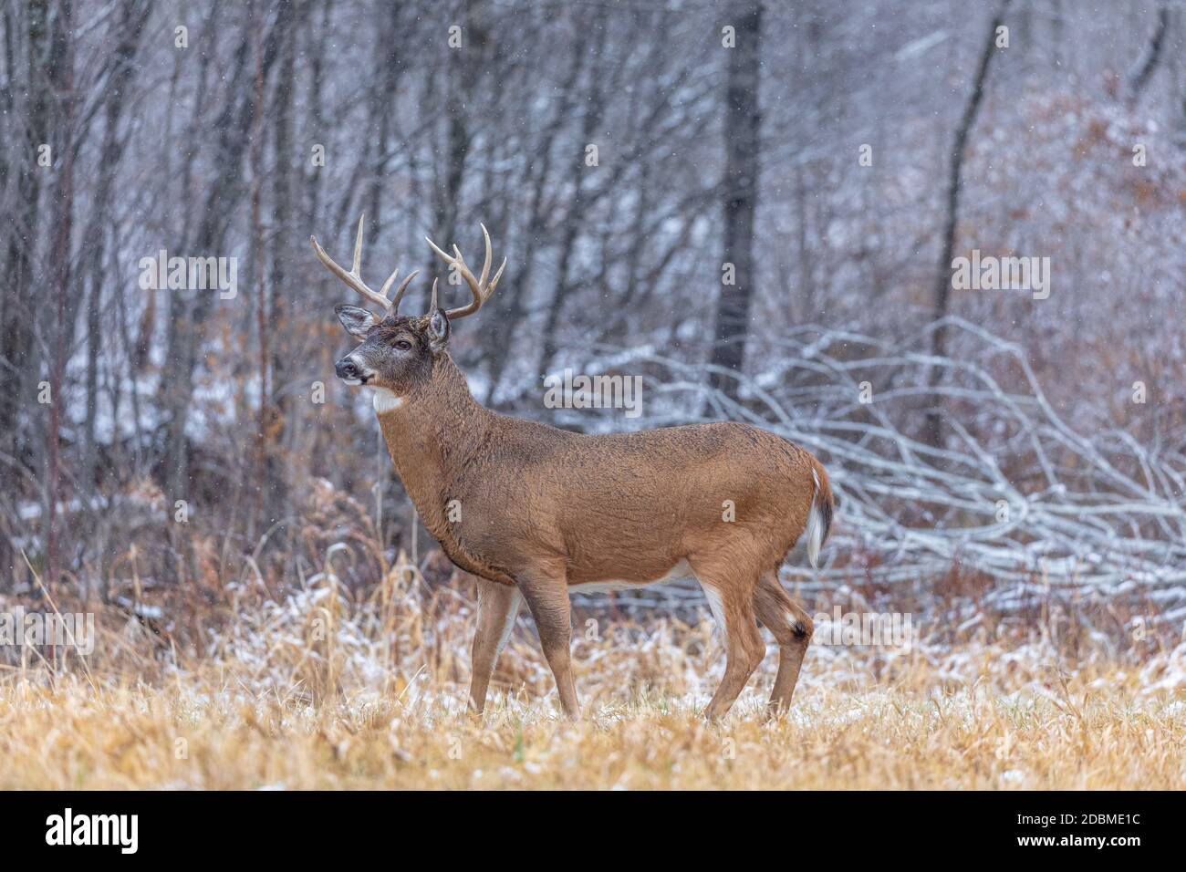 White-tailed buck during the rut in northern Wisconsin Stock Photo - Alamy