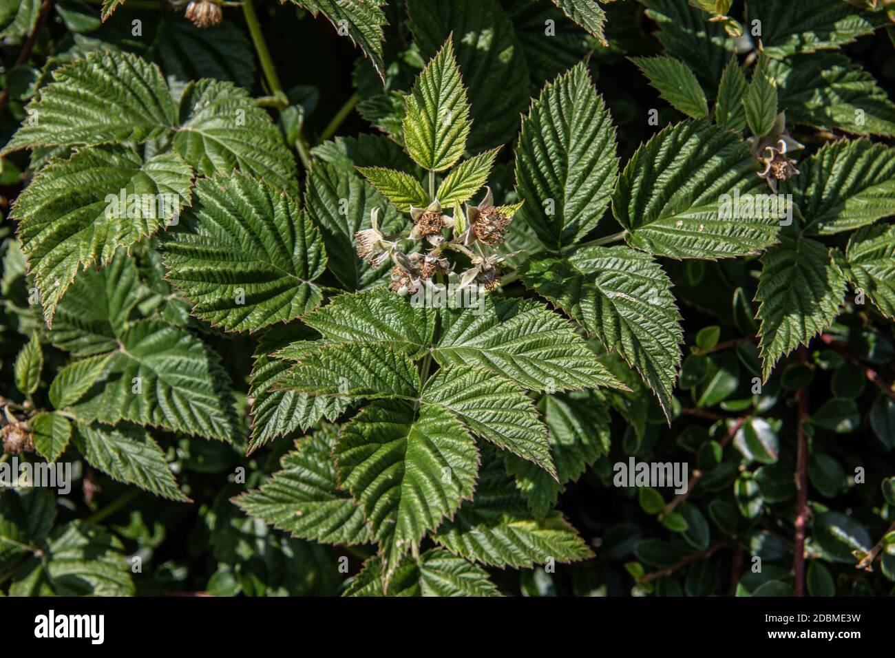 green gooseberry bushes in the forest Stock Photo - Alamy