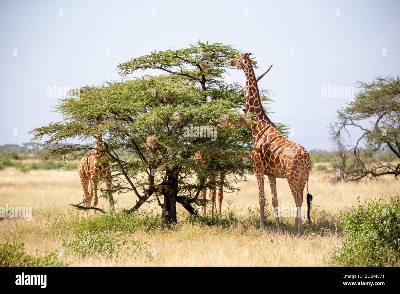 The Somalia giraffes eat the leaves of acacia trees Stock Photo - Alamy