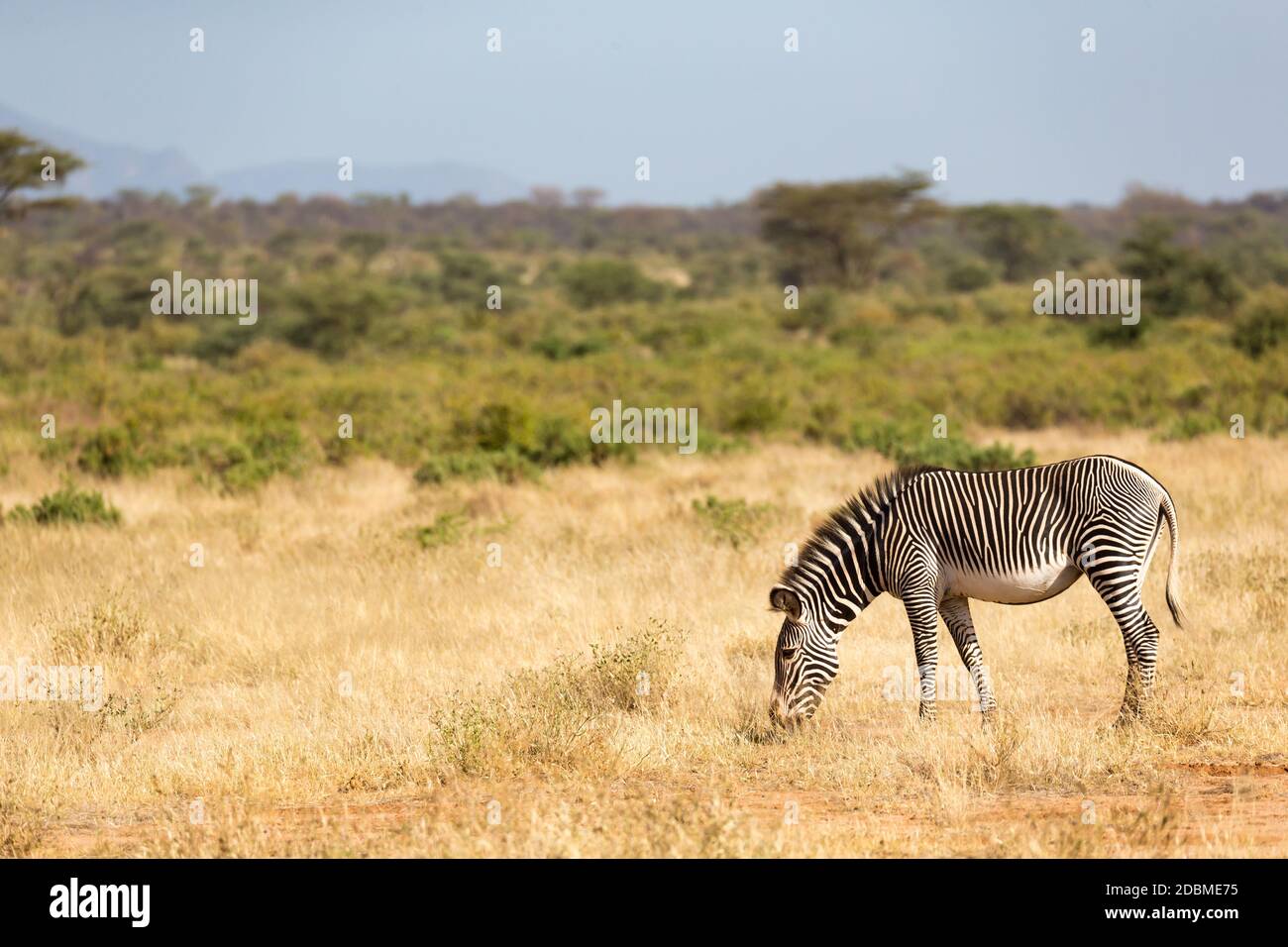The Grevy Zebra is grazing in the countryside of Samburu in Kenya Stock ...