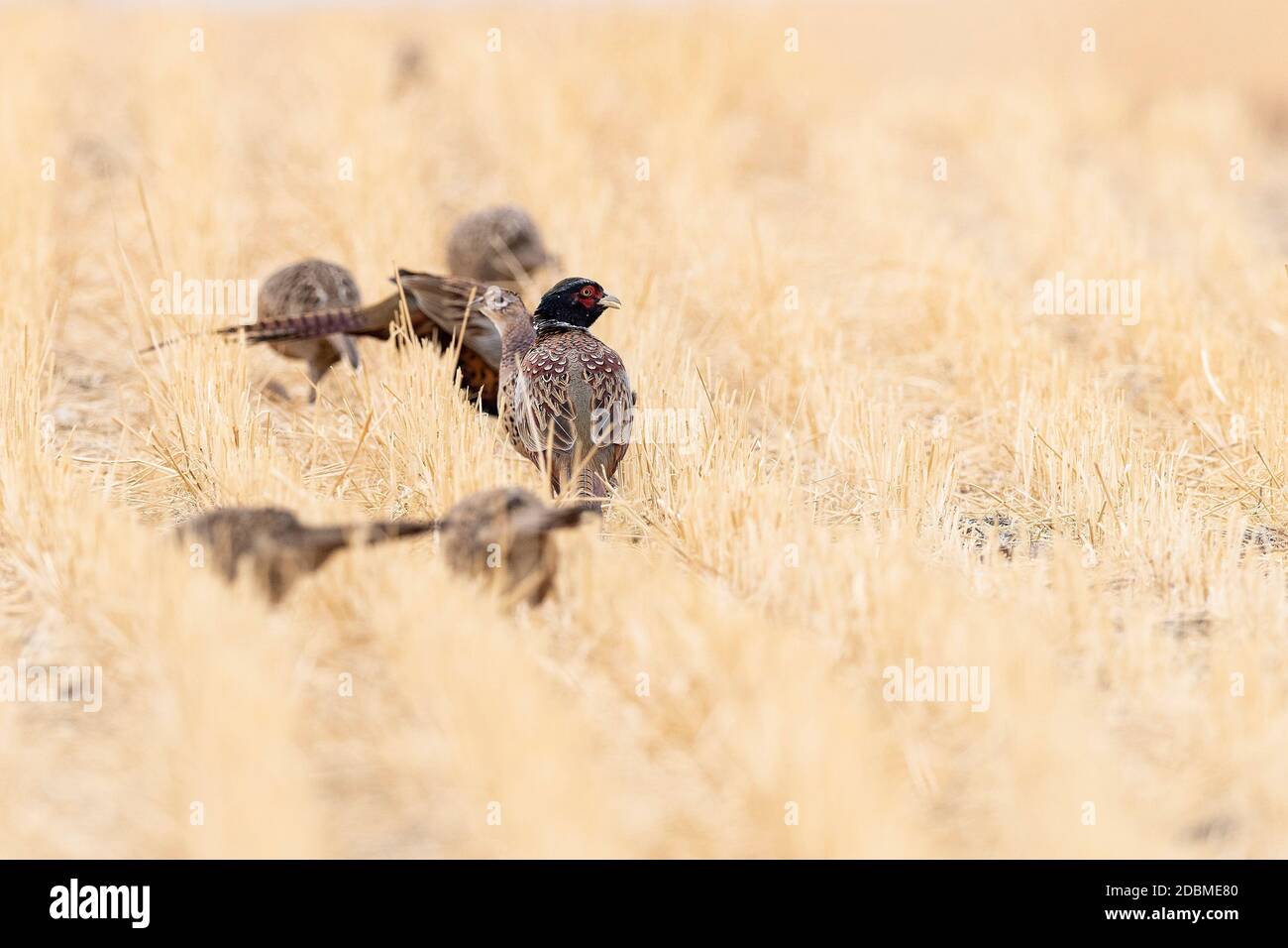 A flock of Pheasants in South Dakota on an autumn day Stock Photo - Alamy