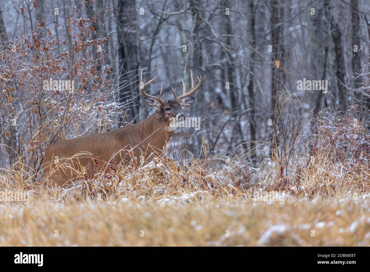 White-tailed buck during the rut in northern Wisconsin Stock Photo - Alamy