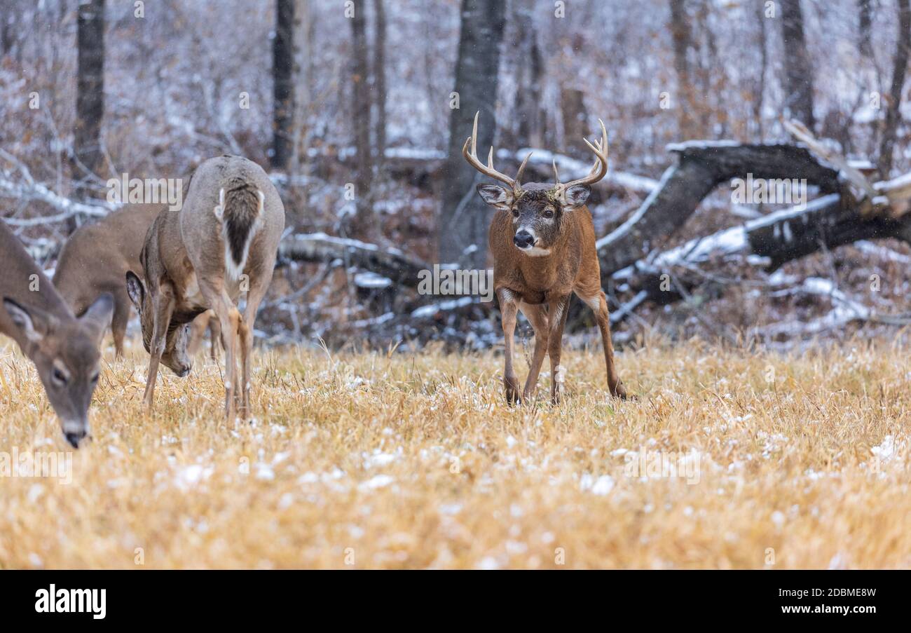White-tailed buck during the rut in northern Wisconsin Stock Photo - Alamy