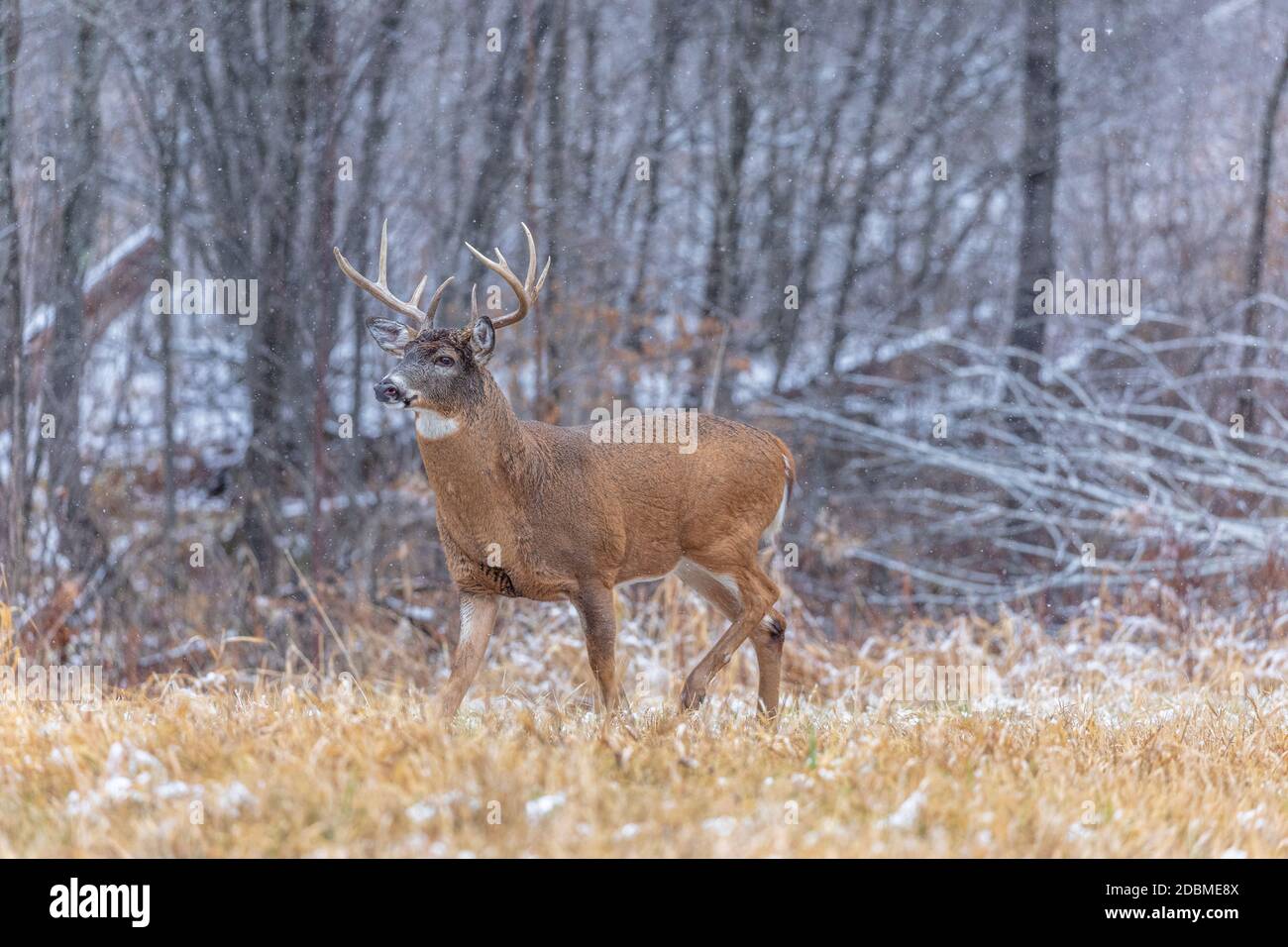 White-tailed buck during the rut in northern Wisconsin Stock Photo - Alamy