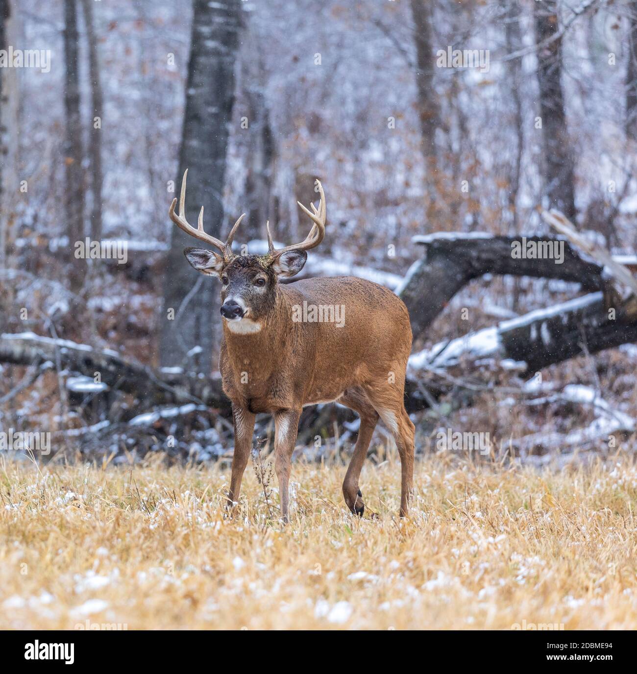 White-tailed buck during the rut in northern Wisconsin Stock Photo - Alamy