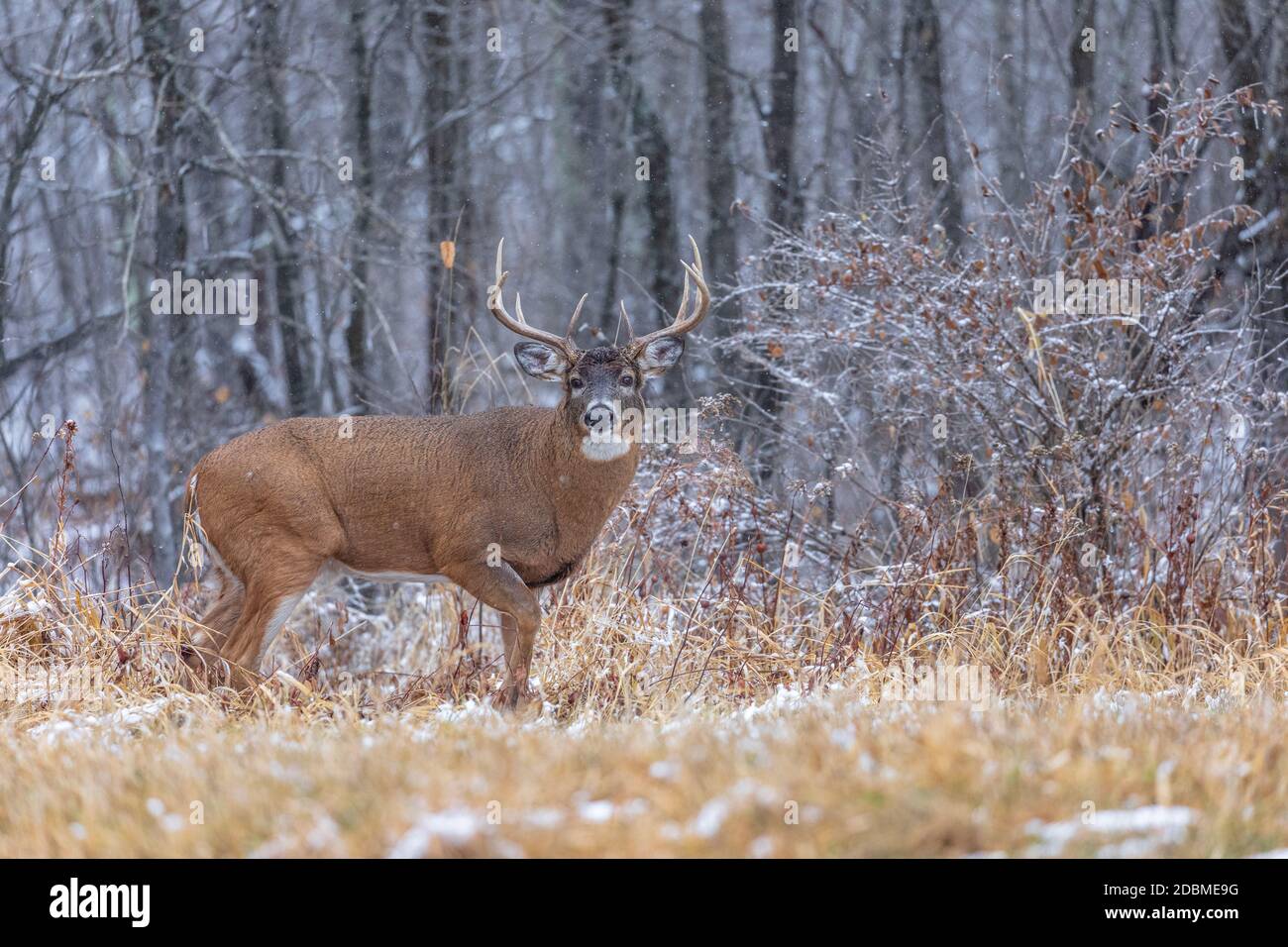 White-tailed buck during the rut in northern Wisconsin Stock Photo - Alamy