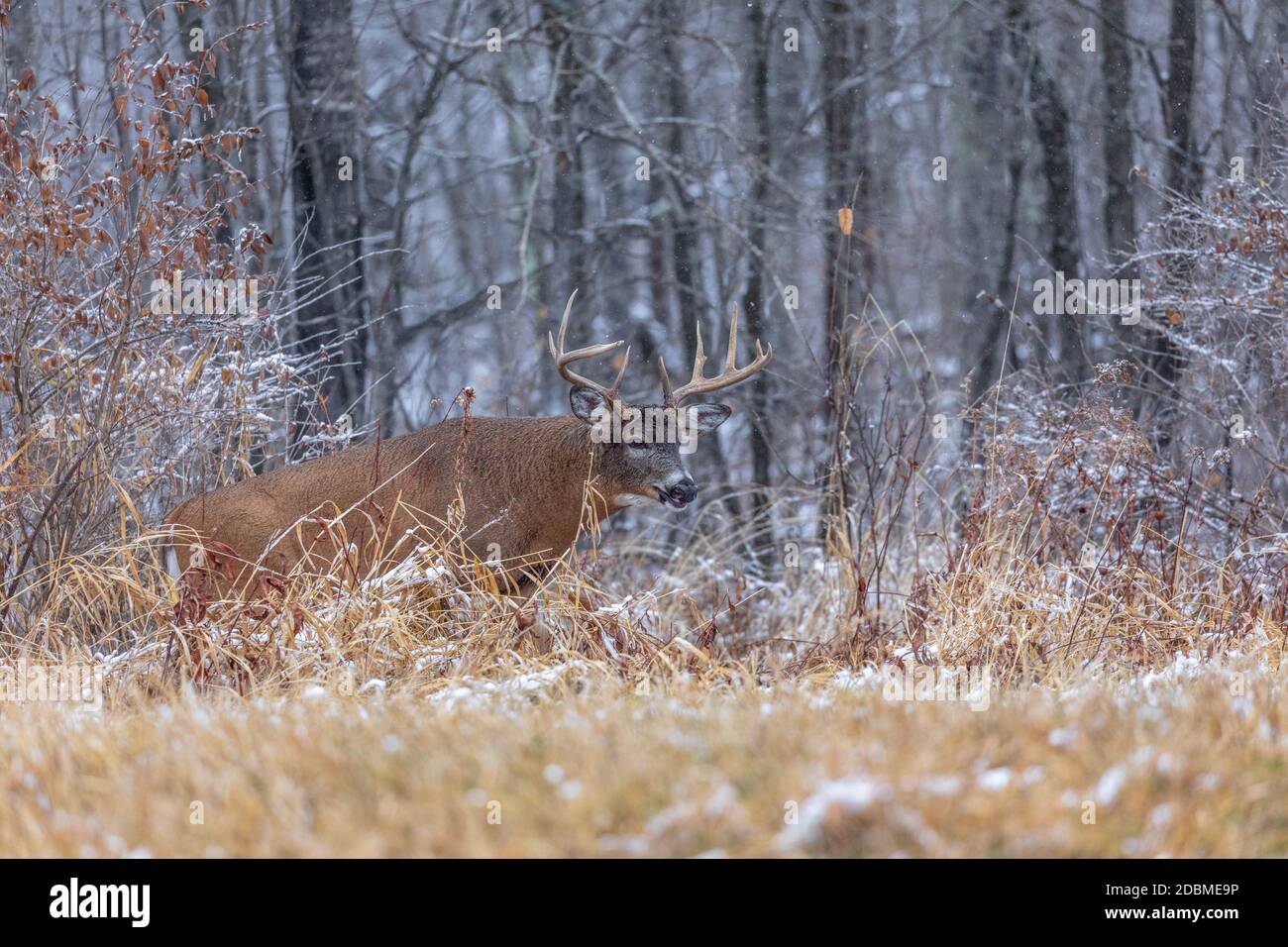 White-tailed buck during the rut in northern Wisconsin Stock Photo - Alamy