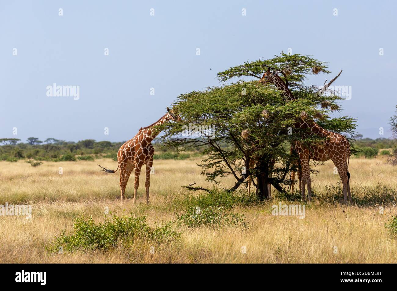 The Somalia giraffes eat the leaves of acacia trees Stock Photo - Alamy