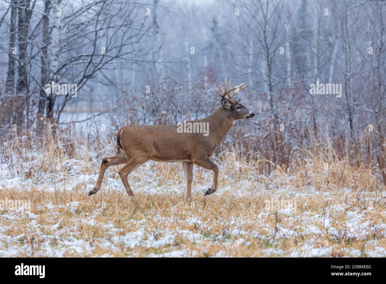 White-tailed buck during the rut in northern Wisconsin Stock Photo - Alamy