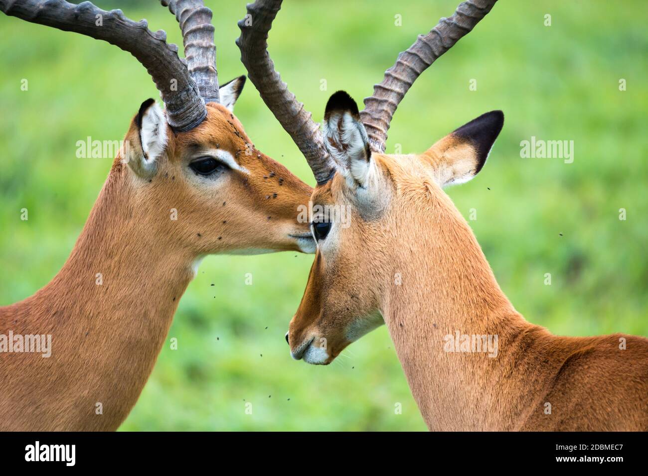 Kenyan impala hi-res stock photography and images - Alamy