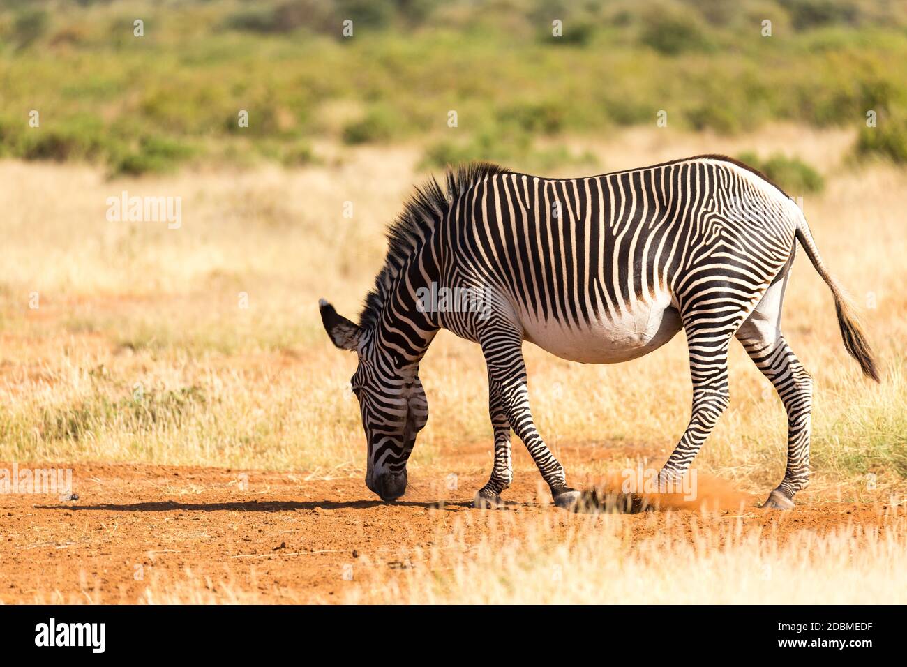 The Grevy Zebra is grazing in the countryside of Samburu in Kenya Stock ...