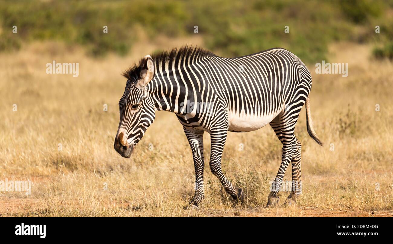 The Grevy Zebra is grazing in the countryside of Samburu in Kenya Stock ...