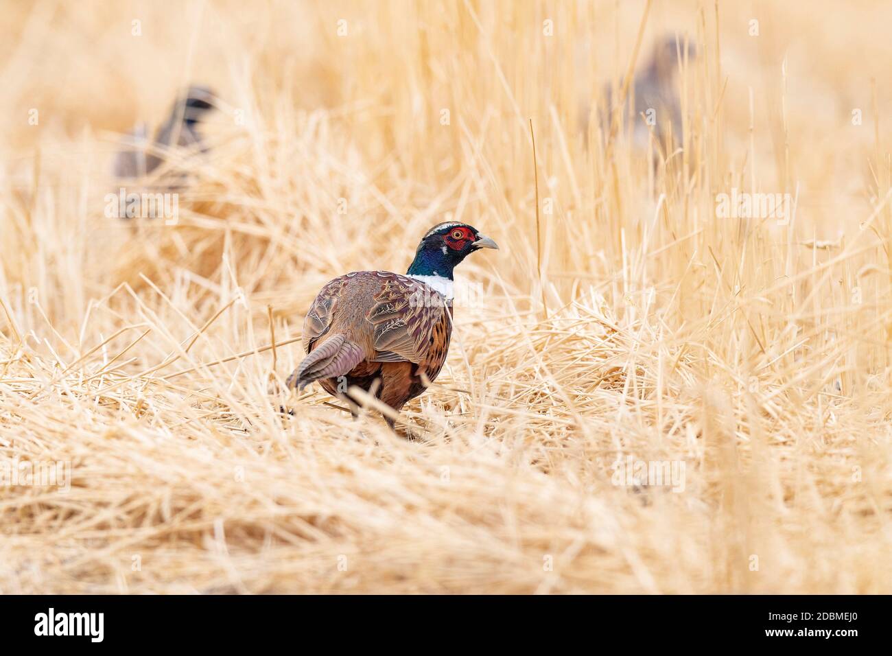 A flock of Pheasants in South Dakota on an autumn day Stock Photo - Alamy